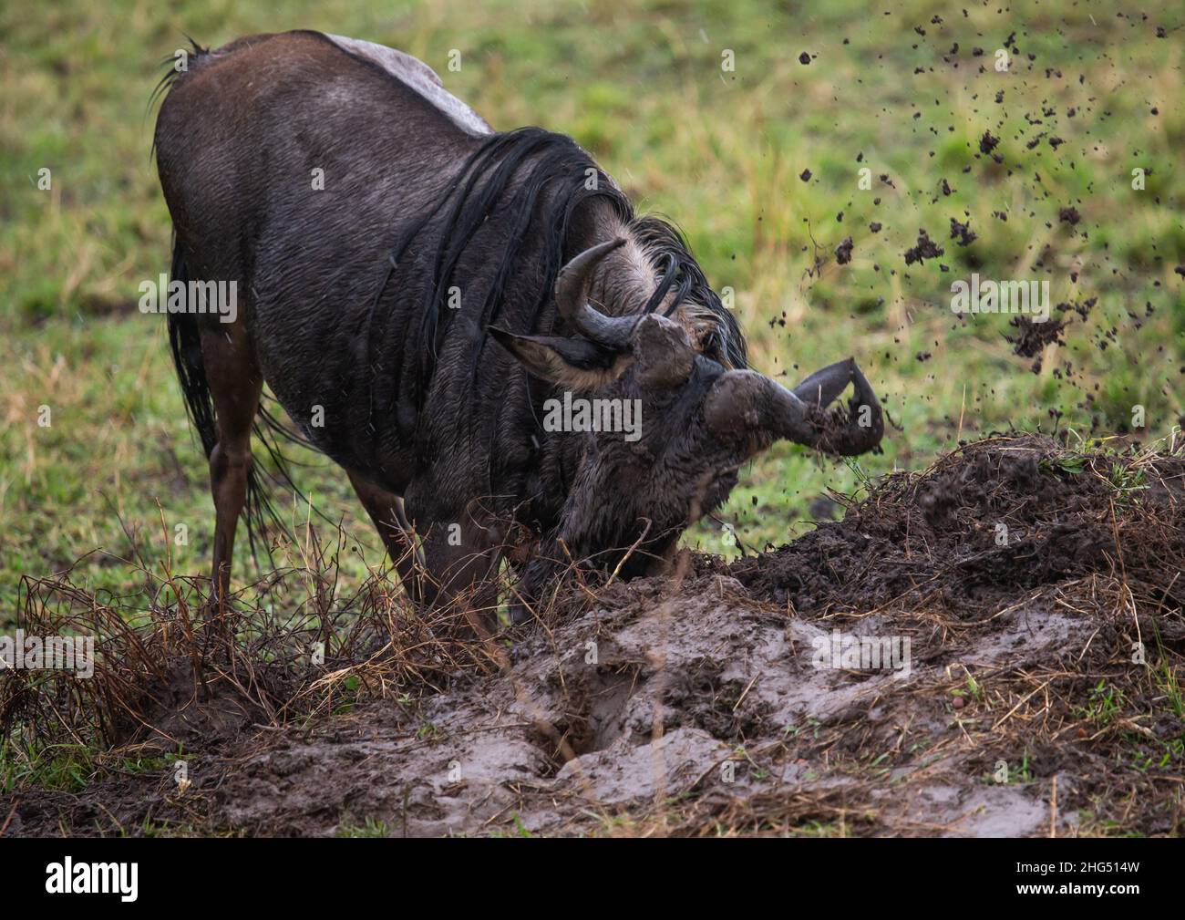 Wildebeest in the mud, Rift Valley Province, Maasai Mara, Kenya Stock ...