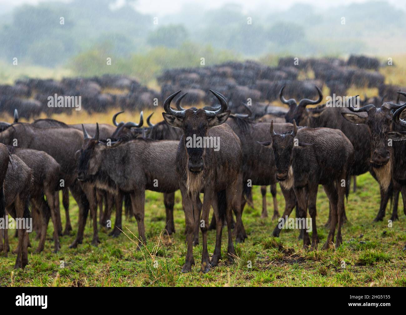 Wildebeests migration, Rift Valley Province, Maasai Mara, Kenya Stock ...