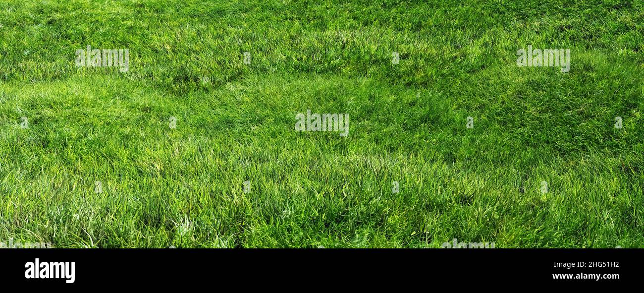 Green grass field background fresh plant nature environment spring day ...