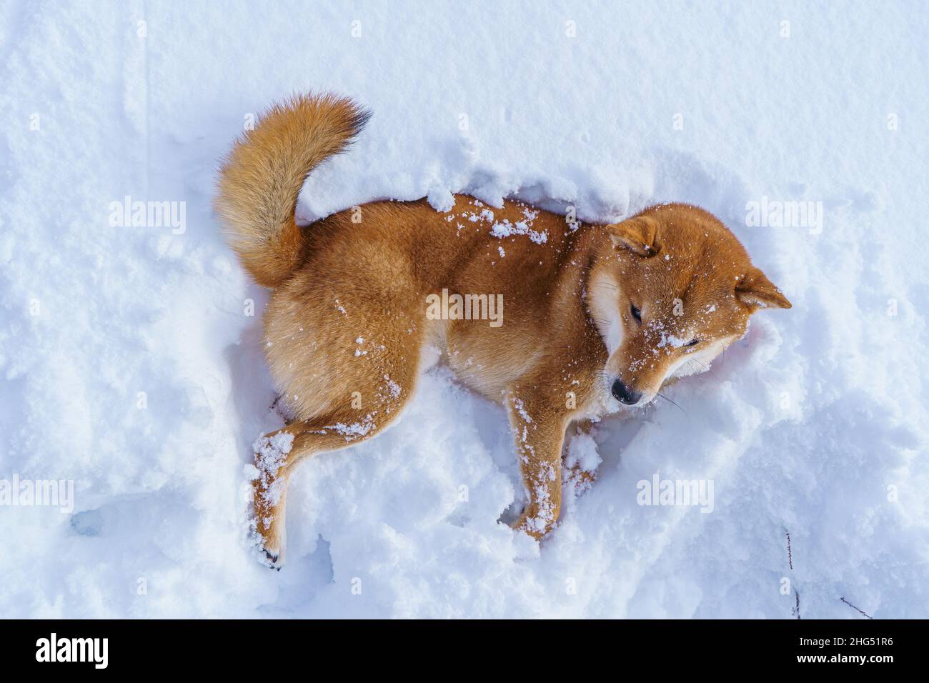 The Shiba Inu Japanese dog plays in the snow in winter Stock Photo - Alamy