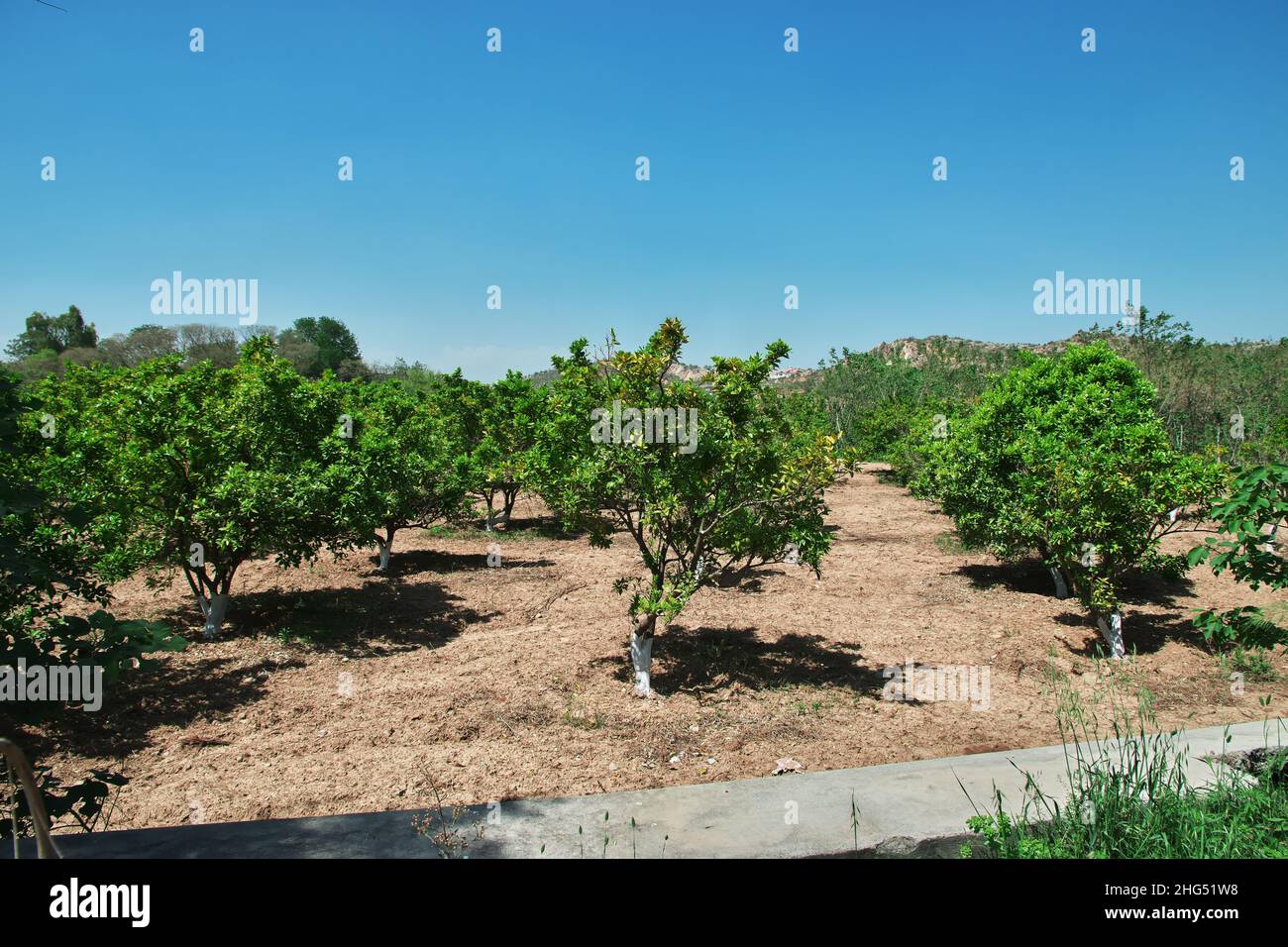 Small mango garden in center of Pakistan Stock Photo - Alamy