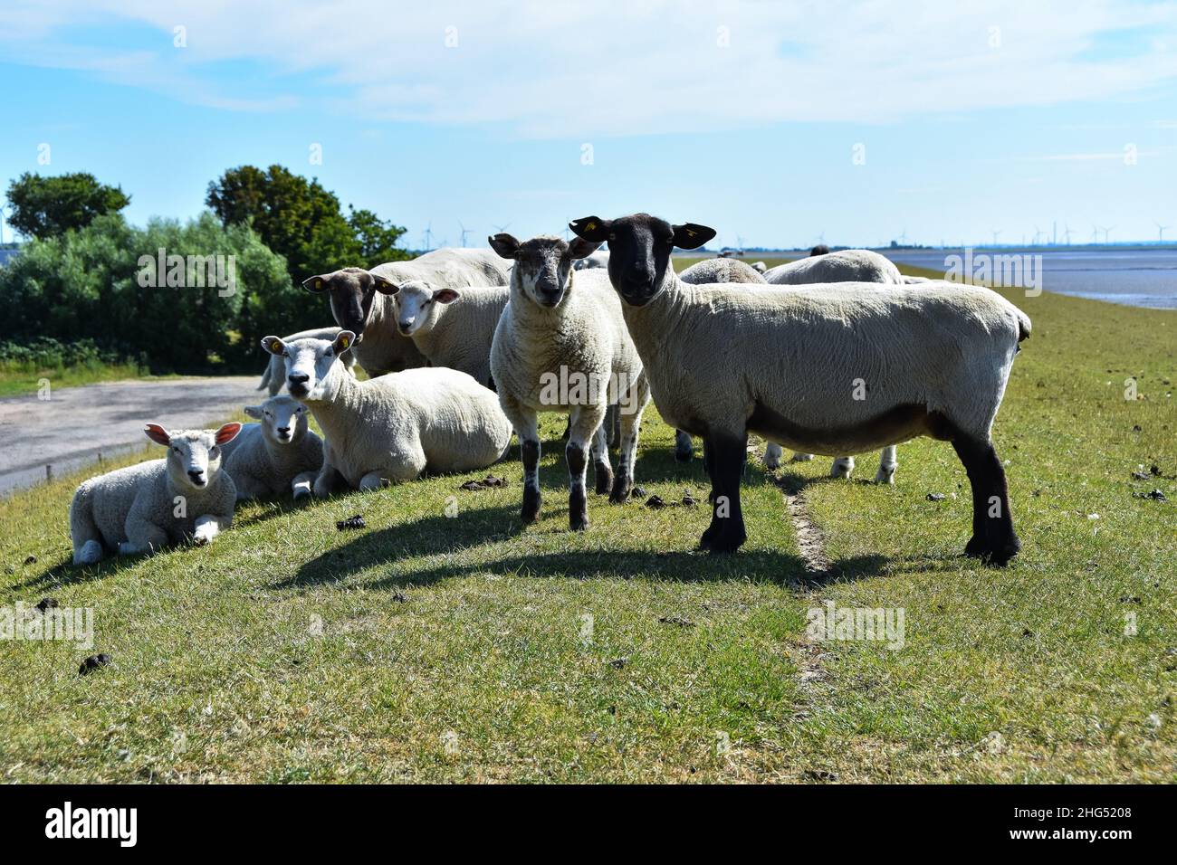 Sheep family hi-res stock photography and images - Alamy