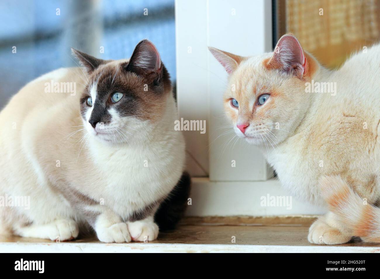 Two light-colored cats sit on windowsill outside. Beautiful pets ...
