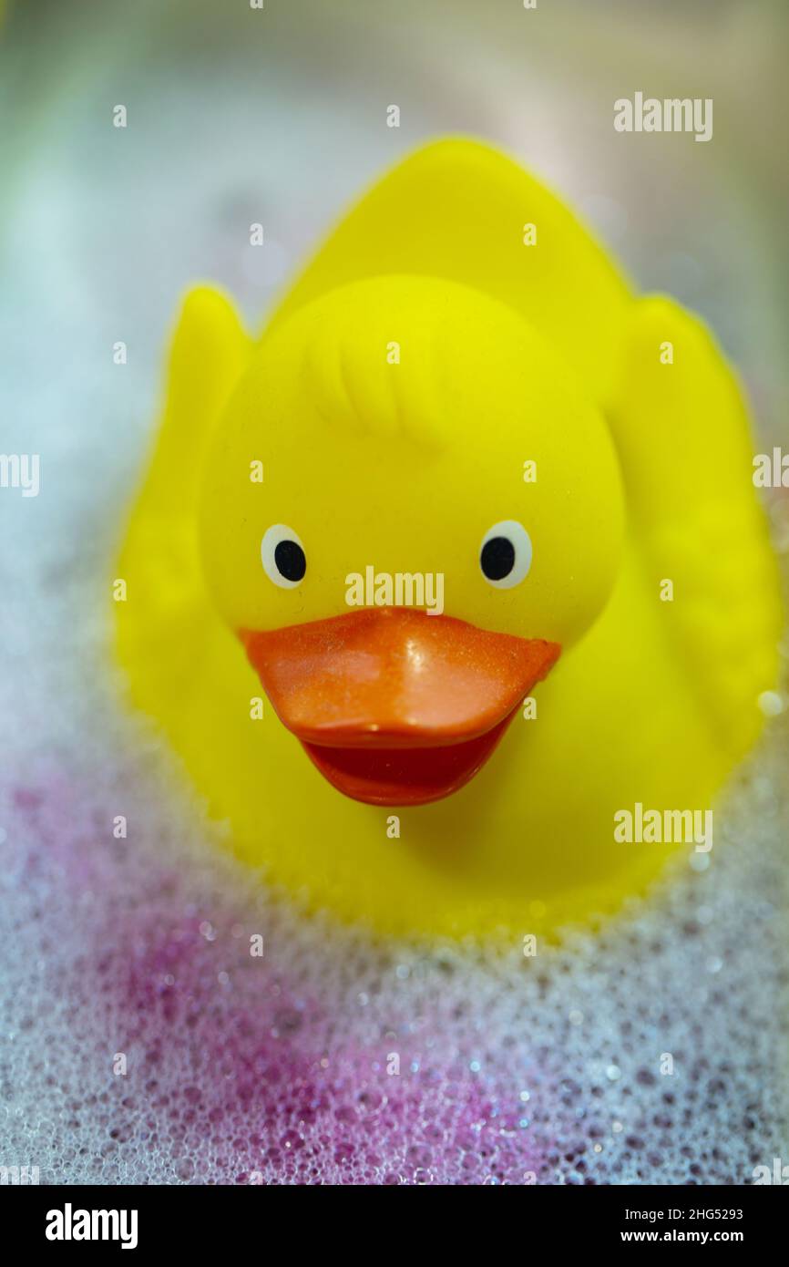 Rubber duck in the bathtub, colorful background with shells, rose ...
