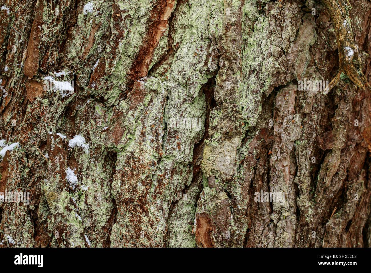 Closeup texture of tree bark with little snow. Pattern of natural tree ...