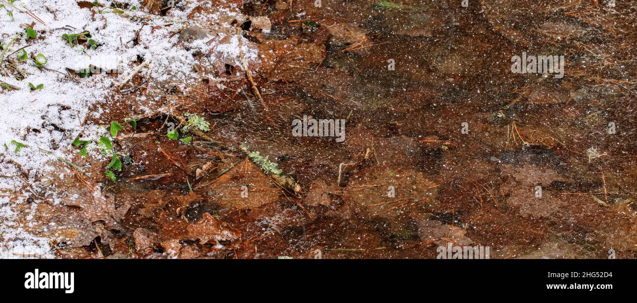 Frozen swamp in winter with plants, fallen trees and autumn leaves in ...