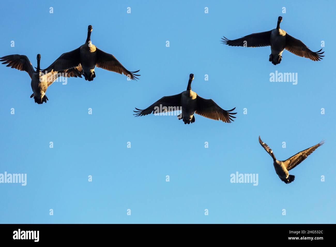 New zealand geese hi-res stock photography and images - Alamy