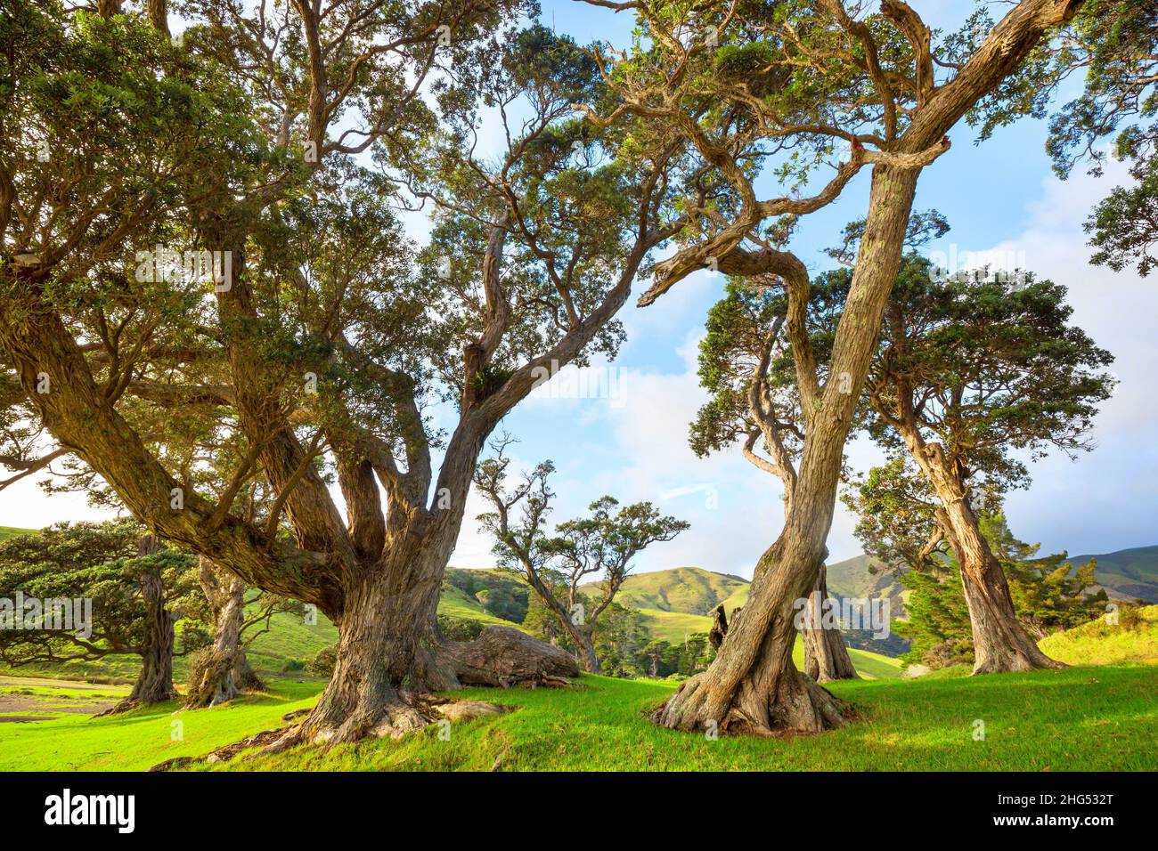 Big trees in green hills, New Zealand Stock Photo - Alamy