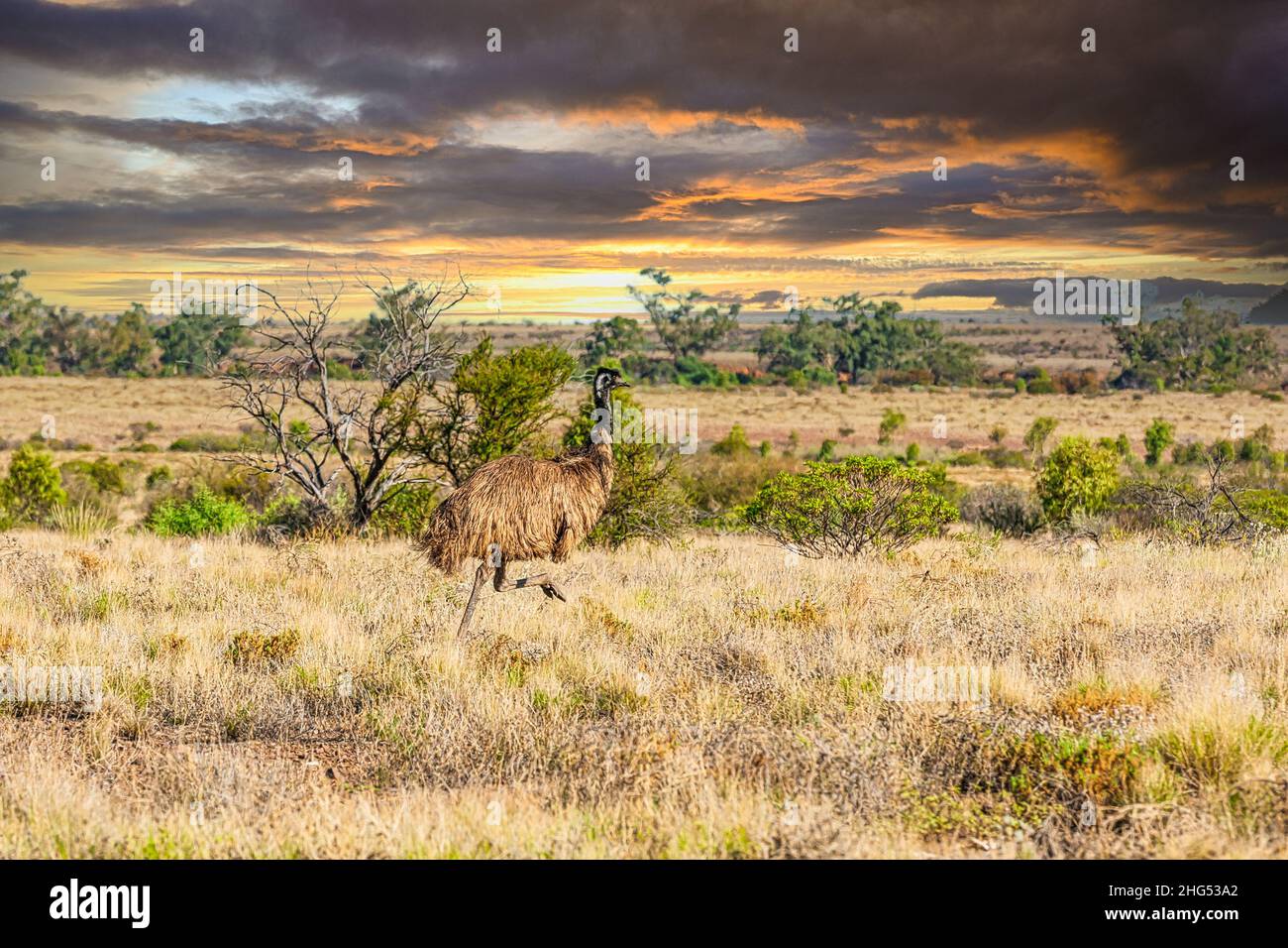 Emu closeup hi-res stock photography and images - Alamy