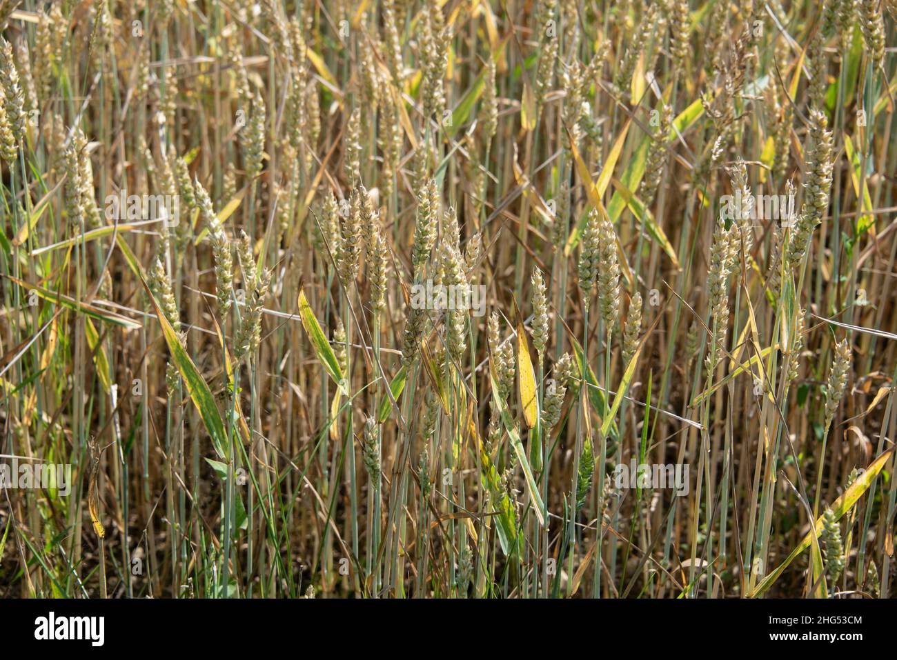 Field ripening wheat ears unripe hi-res stock photography and images ...