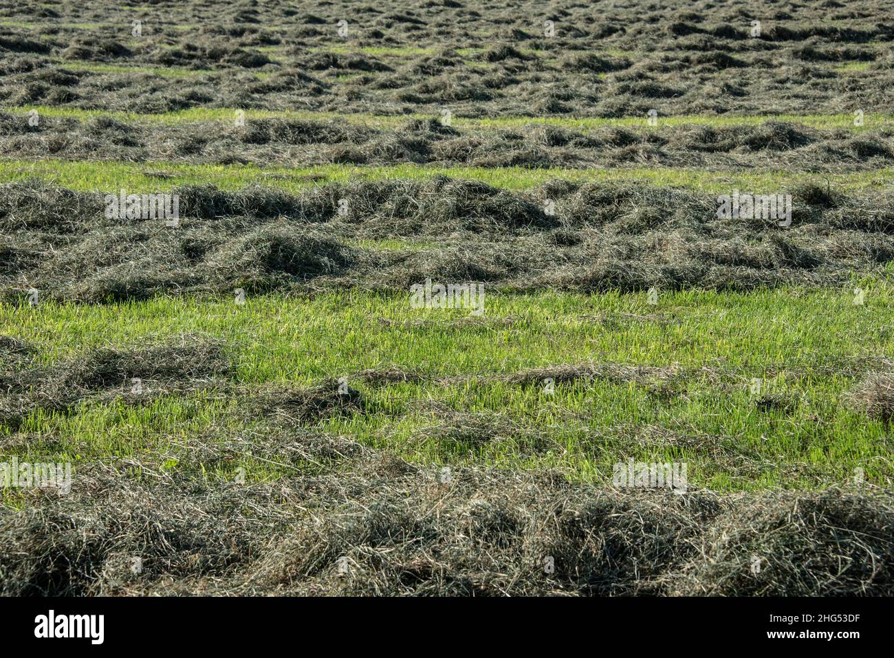Summer landscape rows mowed hi-res stock photography and images - Alamy