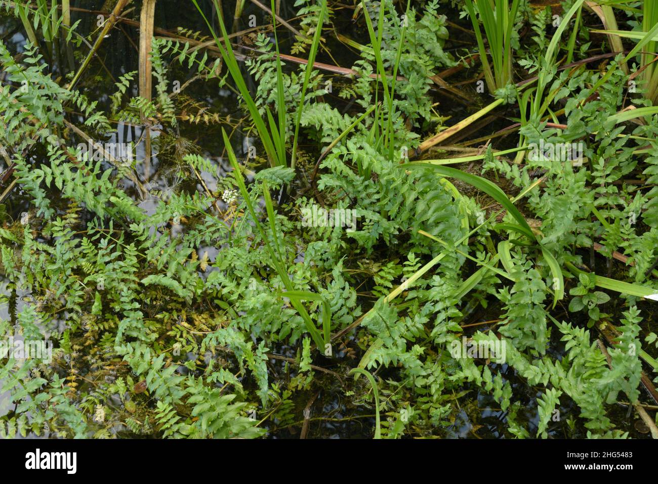 Lesser Water-parsnip, Berula erecta Stock Photo - Alamy