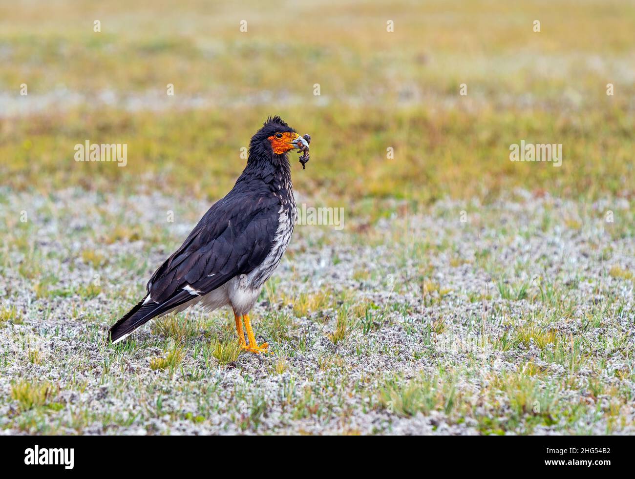 Carunculated Caracara (Phalcoboenus carunculatus) eating centipede ...