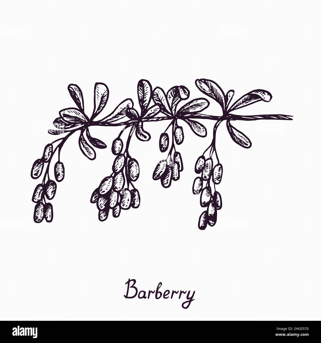Barberry branch with berries and leaves, outline simple doodle drawing ...
