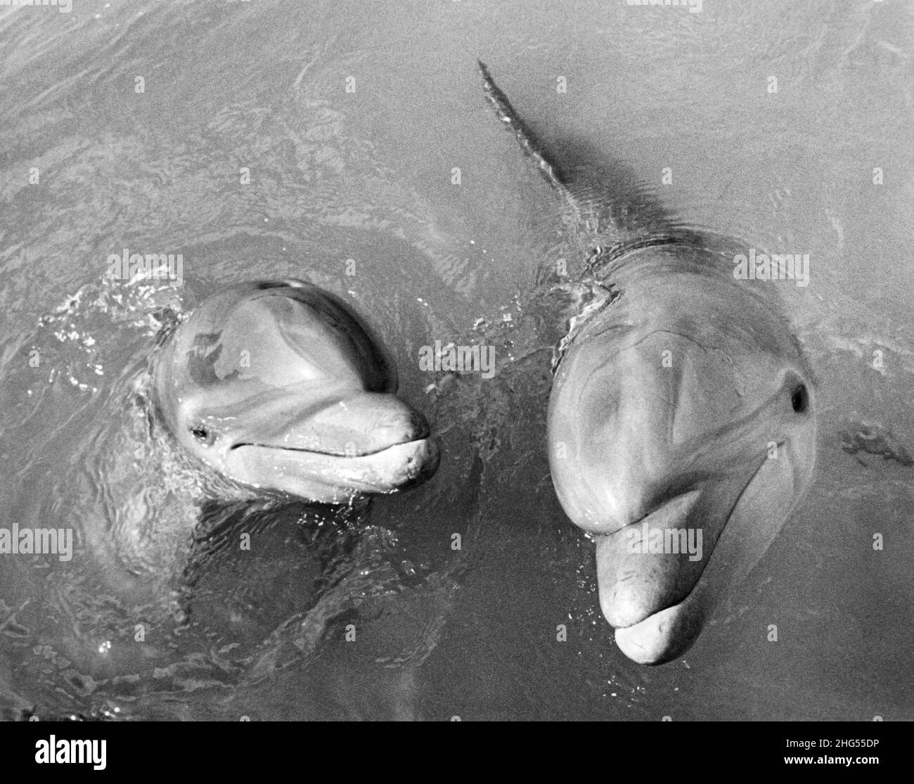 Two curious bottlenose dolphins come up to look directly at the camera ...