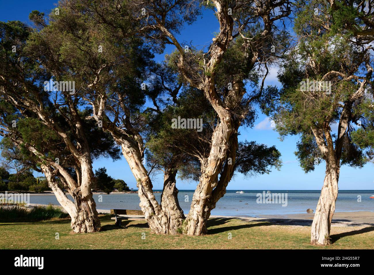Paperbark trees western australia hi-res stock photography and images ...