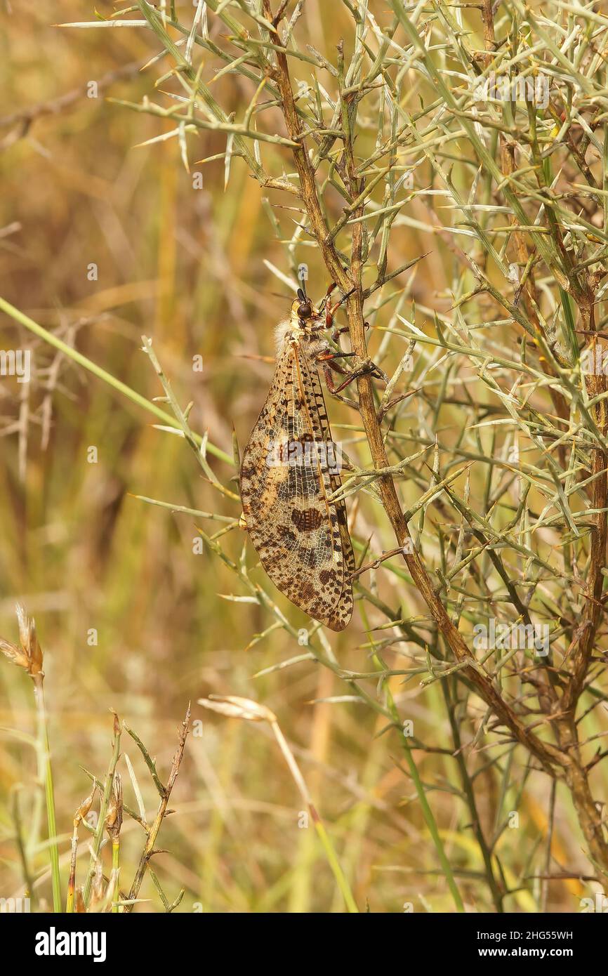 Antliong hi-res stock photography and images - Alamy