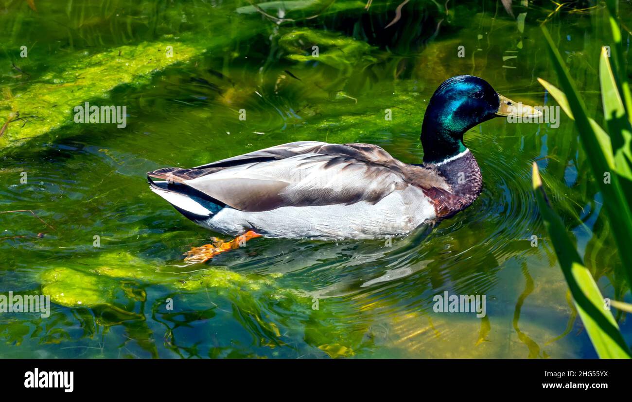 Paddling duck hi-res stock photography and images - Alamy