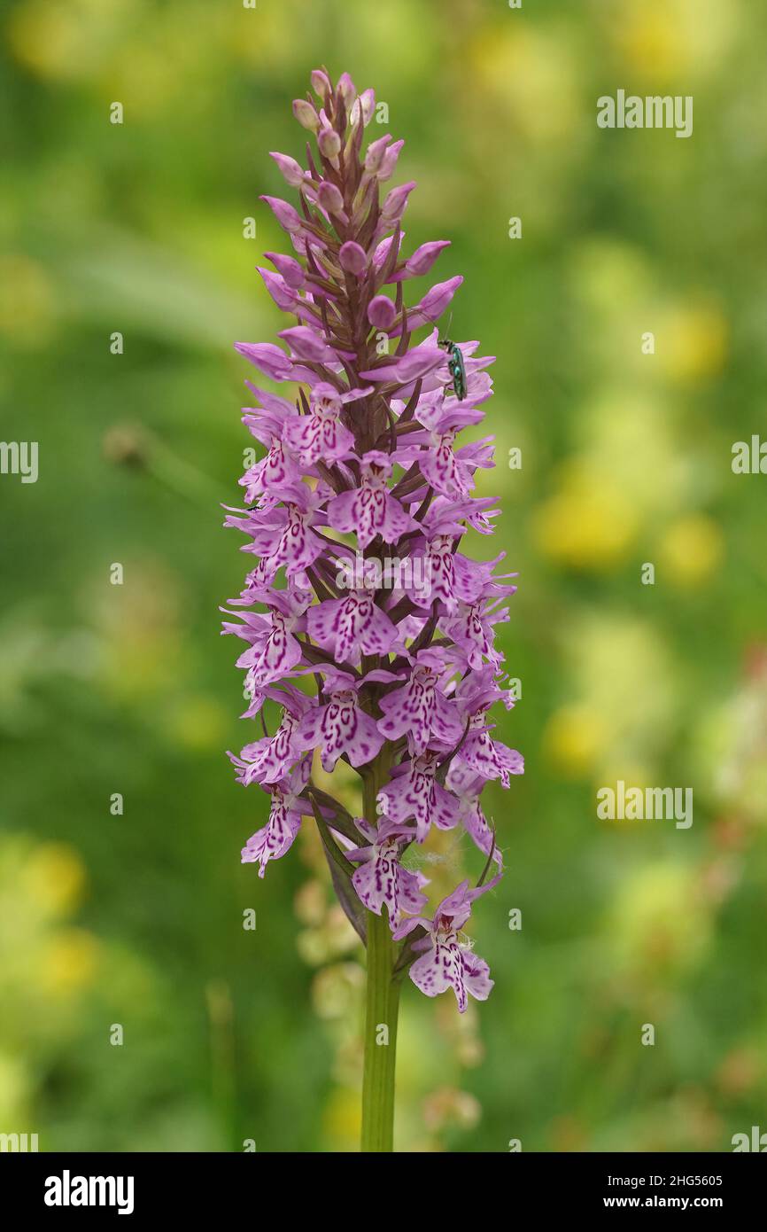 Closeup on a purple flower of the rare Heath Spotted Orchid ...