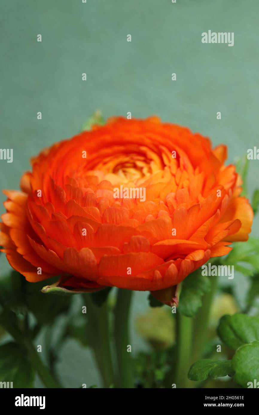 Ranunculus leaves hi-res stock photography and images - Alamy