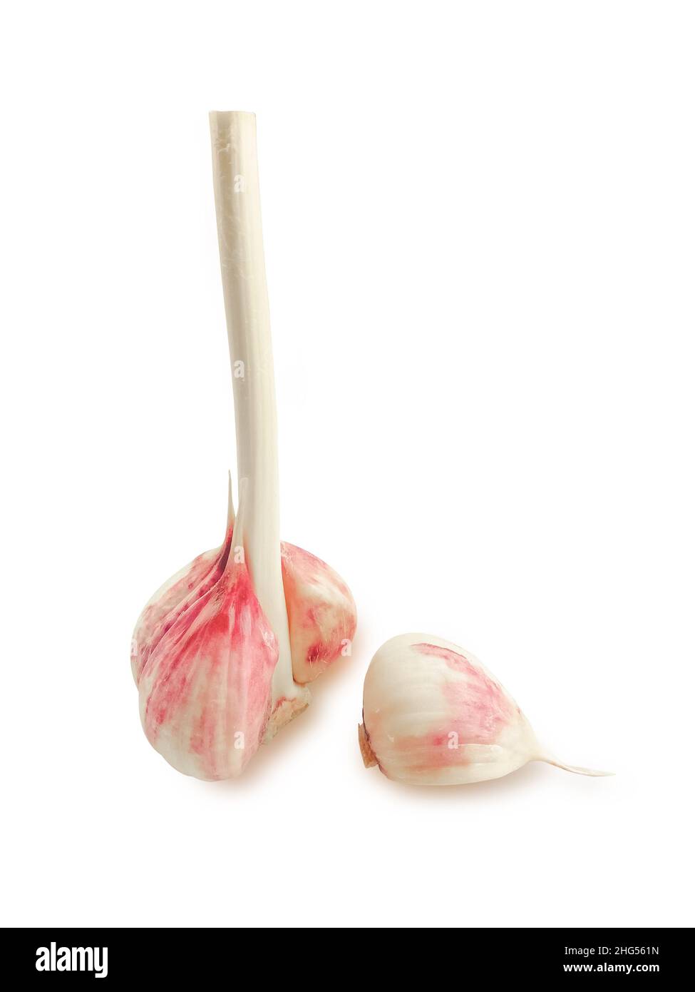 Garlic isolated on white background Stock Photo - Alamy