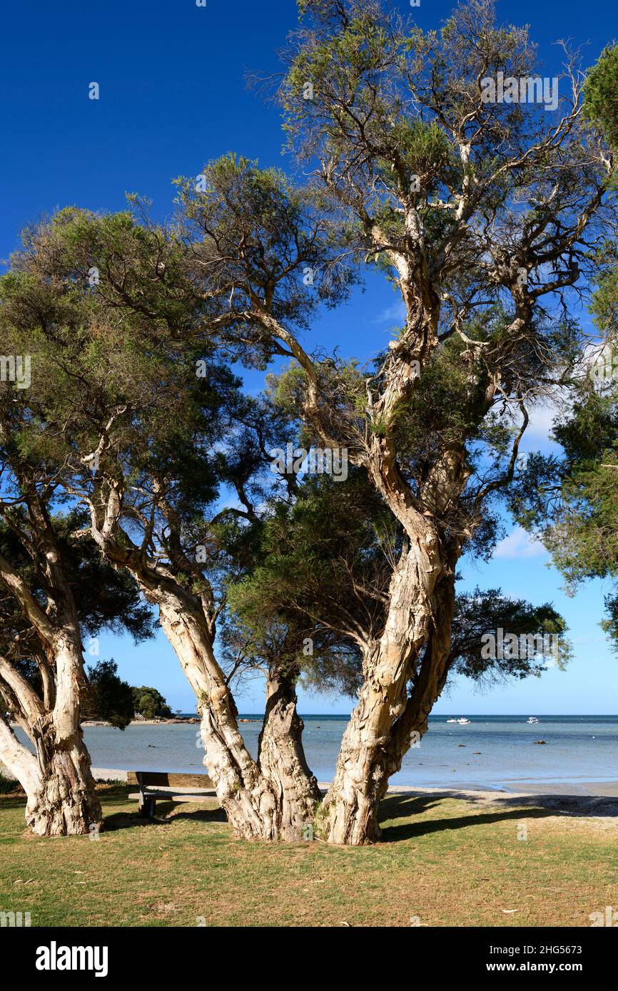 Paperbark trees along the Coastline in Dunsborough, Western Australia ...