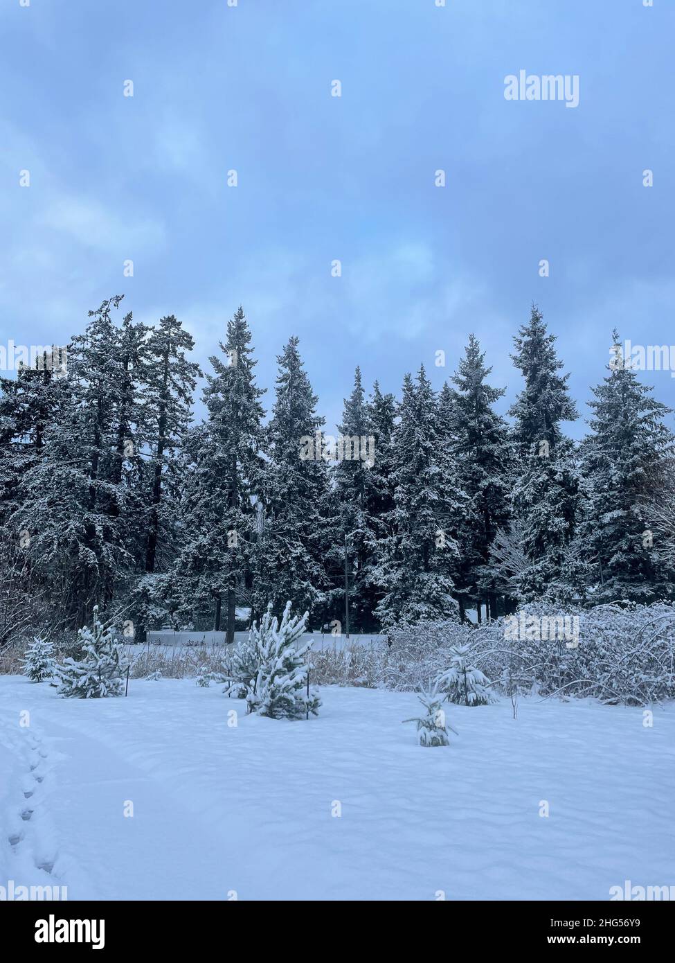 Snowy day in in December in Bellevue,WA Stock Photo - Alamy