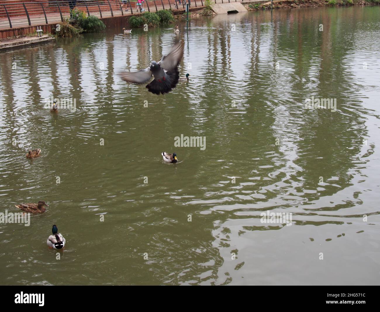 Ducks are swimming in a beautiful lake, a dove is in flight Stock Photo ...