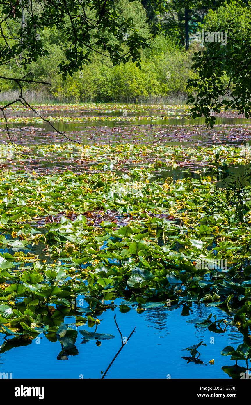 Panther lily hi-res stock photography and images - Alamy