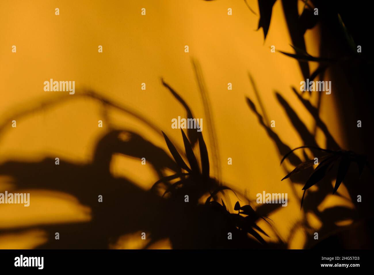 Yukka High Resolution Stock Photography and Images - Alamy