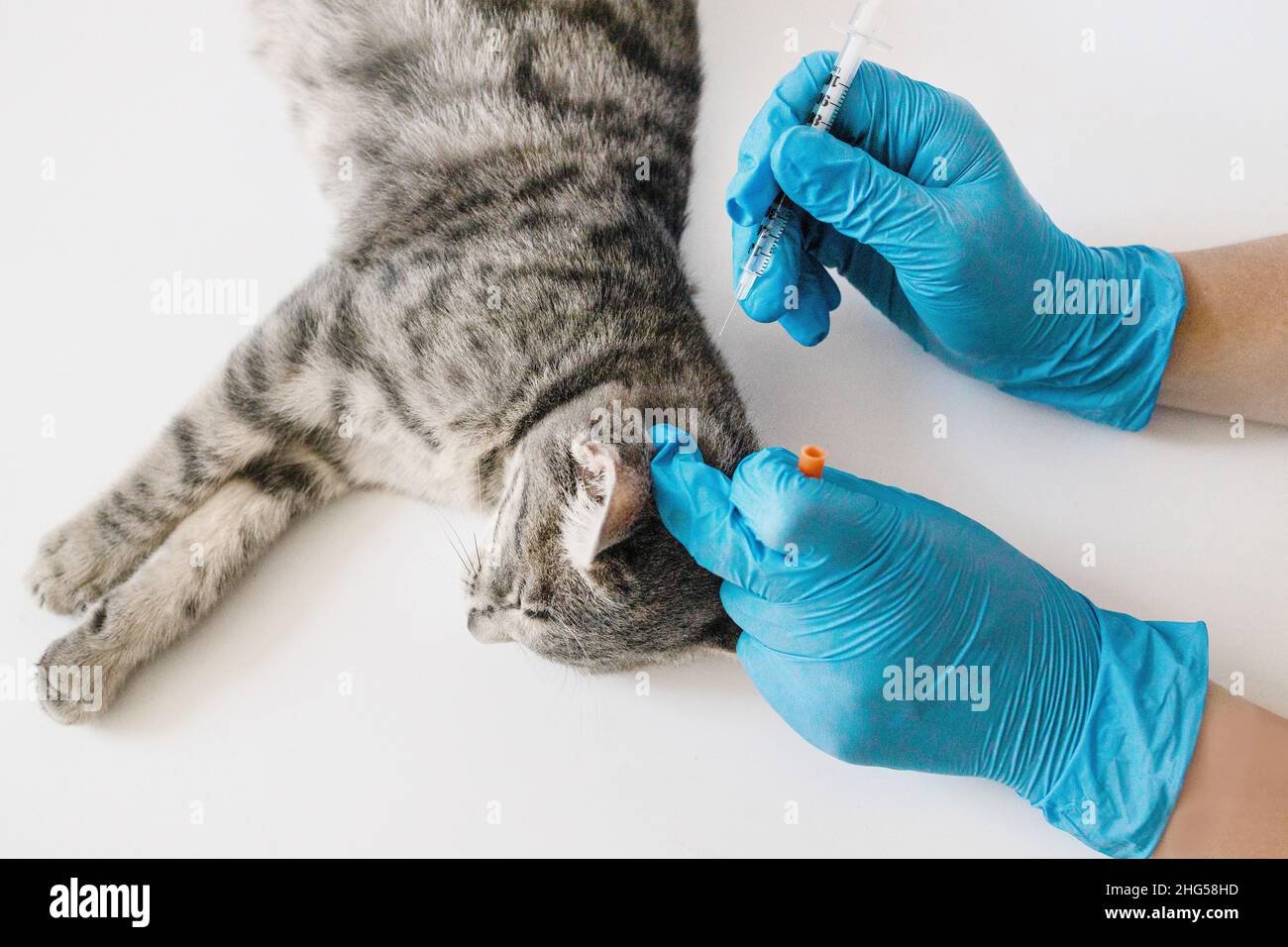 Veterinary doctor giving injection for kitten. Vaccination of animals ...