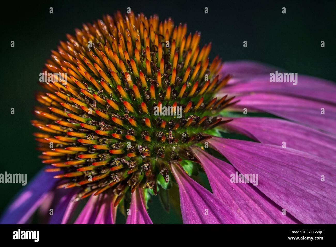 Echinacea purpurea, purple coneflower in close-up view Stock Photo - Alamy