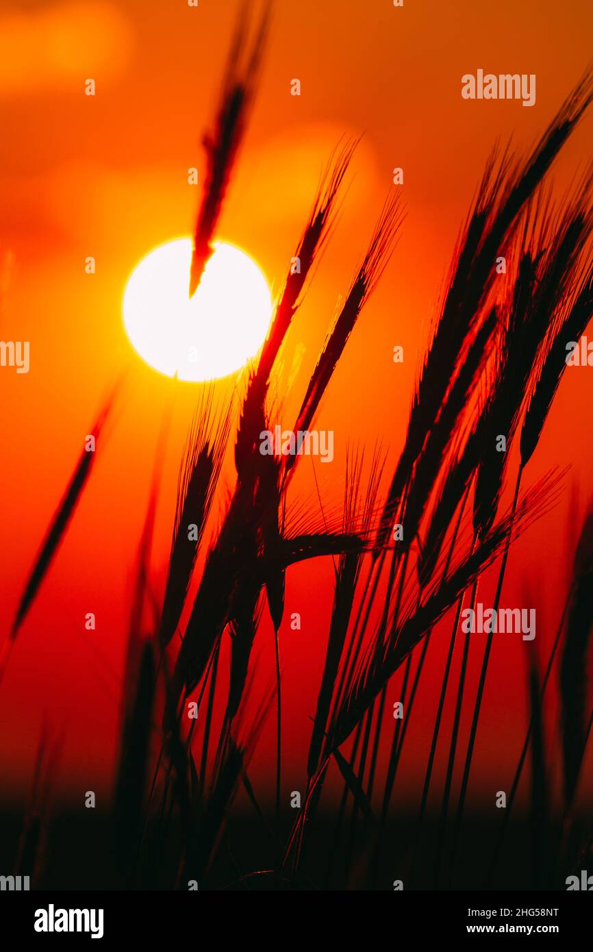Summer Sun Shining Through Young Yellow Wheat Sprouts. Wheat Field In ...
