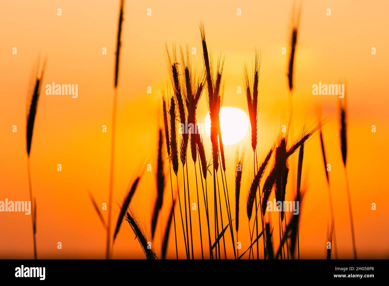 Summer Sun Shining Through Young Yellow Wheat Sprouts. Wheat Field In ...
