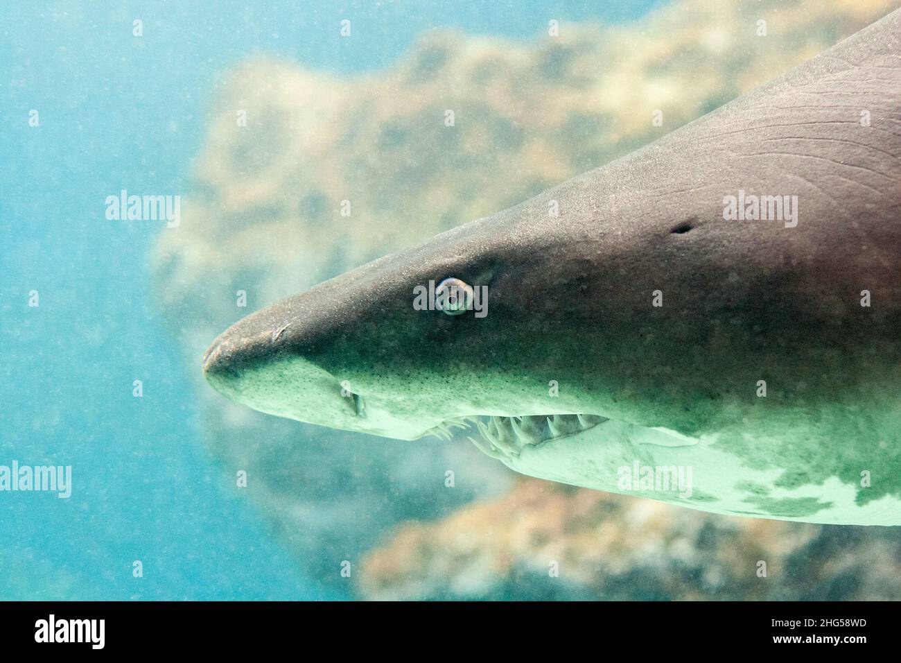 Shark teeth close up hi-res stock photography and images - Alamy