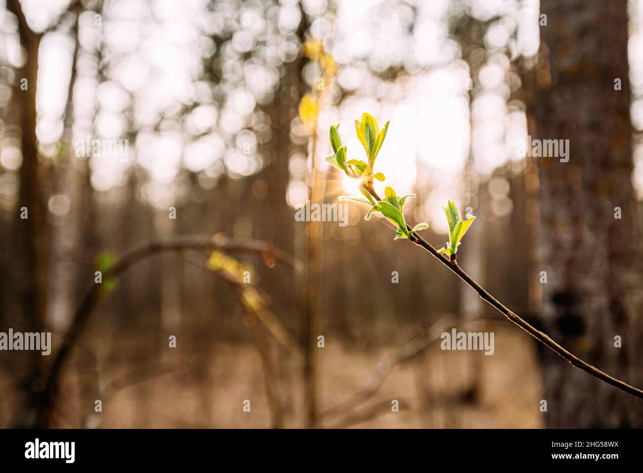 Bokeh rays hi-res stock photography and images - Alamy