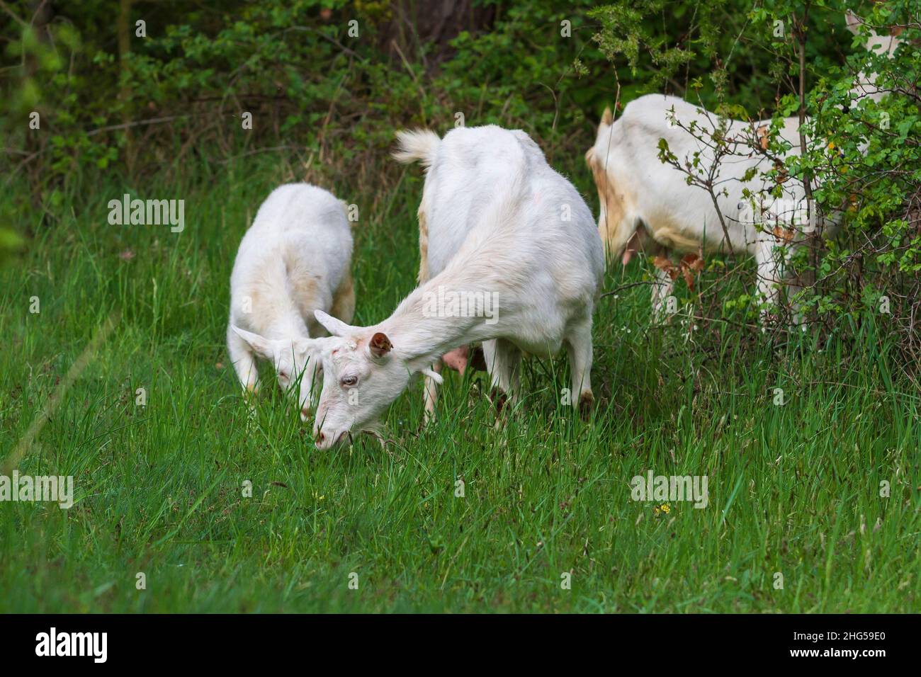 White goats in a meadow bite trees and graze on grass Stock Photo - Alamy