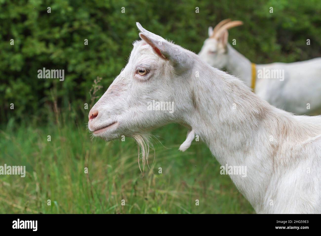 White goats graze on hi-res stock photography and images - Alamy