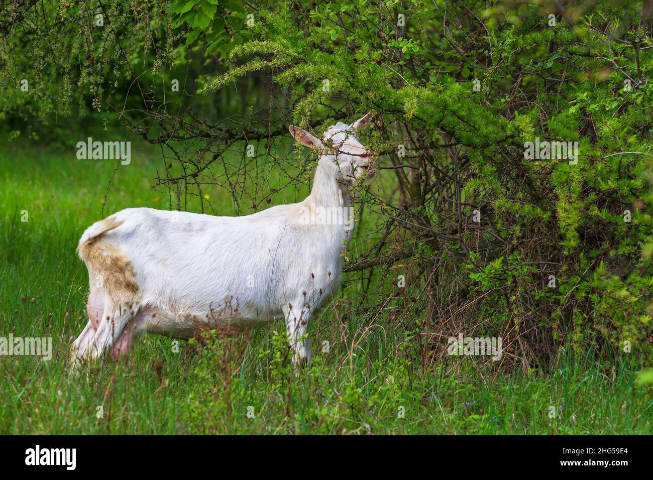 White goats in a meadow bite trees and graze on grass Stock Photo - Alamy