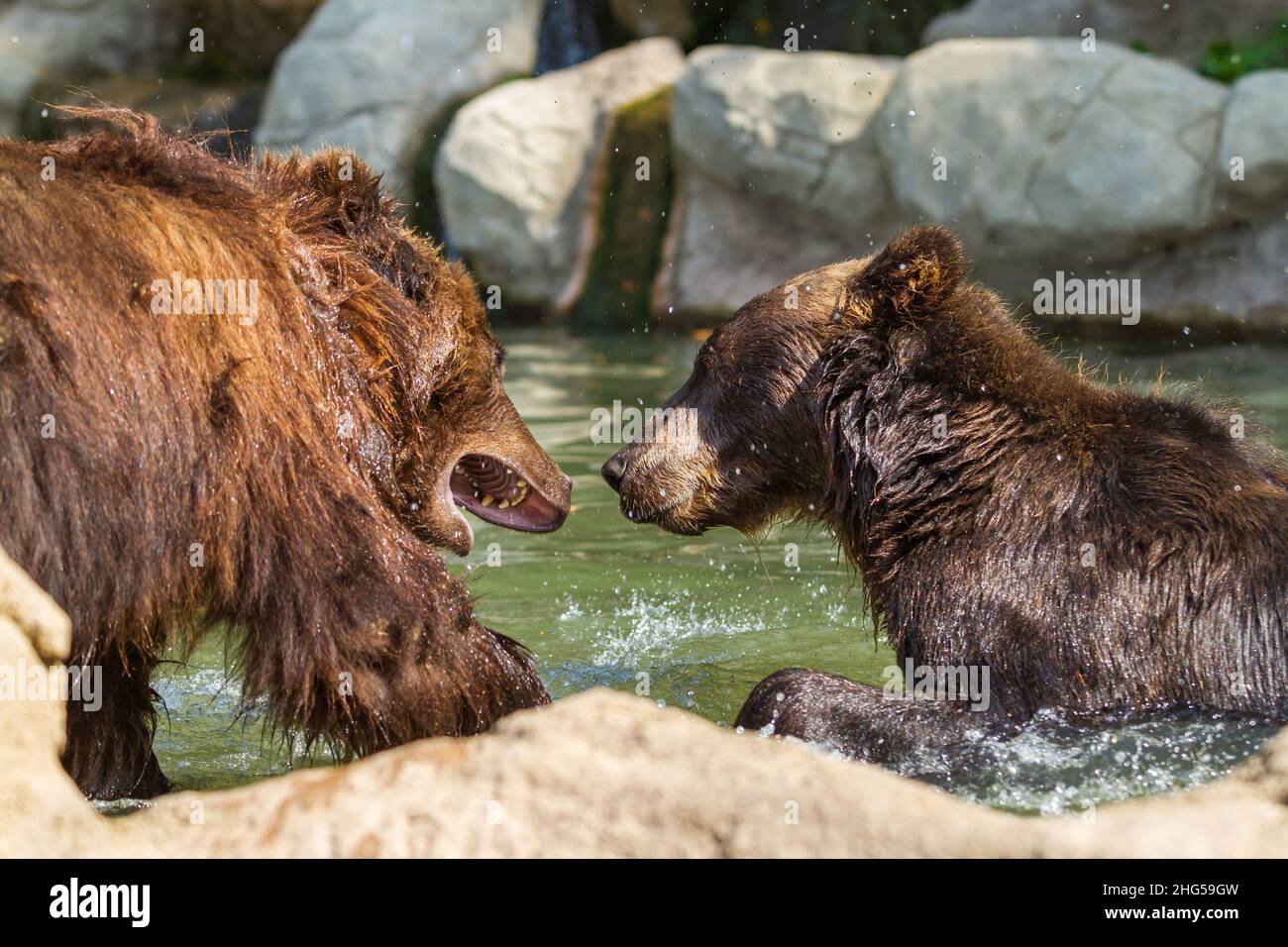 Two bears are playing in the water and water is spraying around them ...