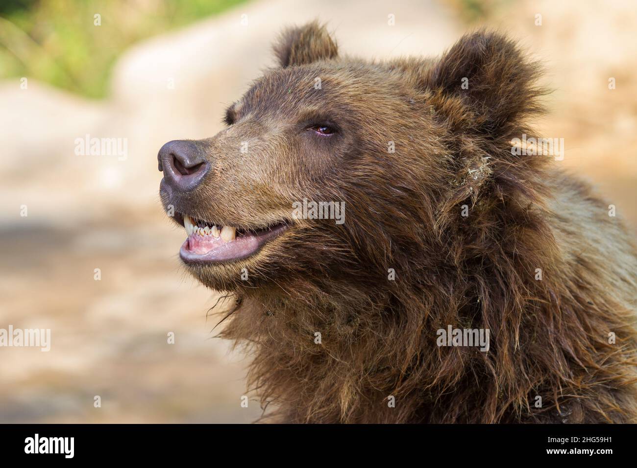 Portrait of a bear that values teeth Stock Photo - Alamy