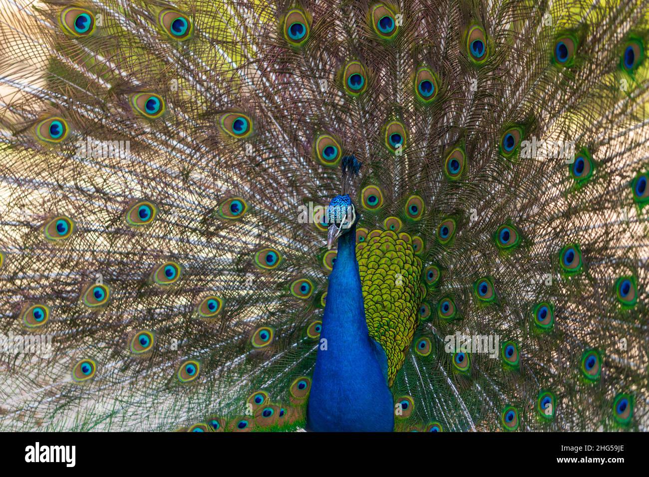 Beautiful colorful peacock bird. The peacock has an outstretched tail ...