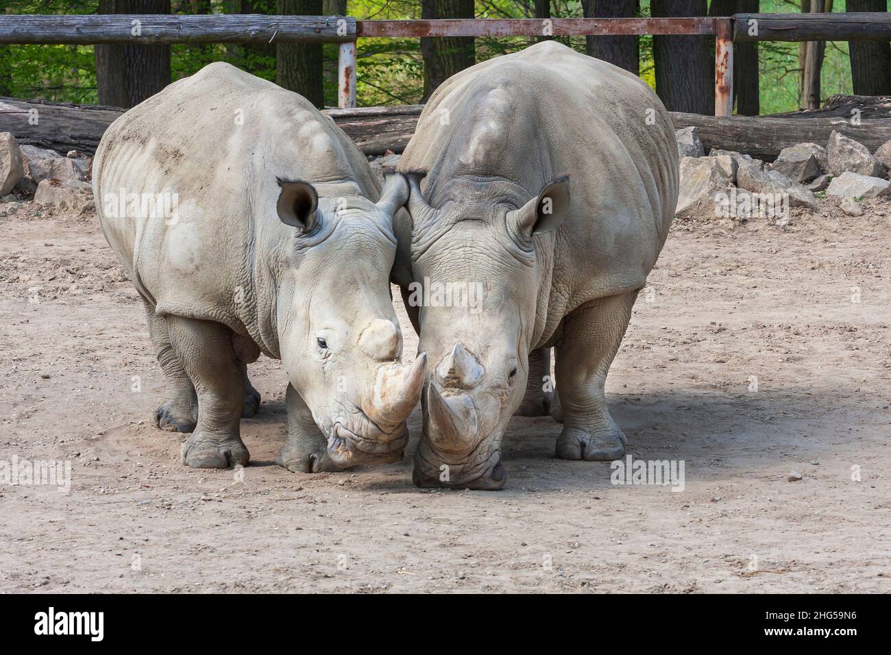 Rhinocerotidae - Rhinoceros resting in the paddock in the kennel Stock ...