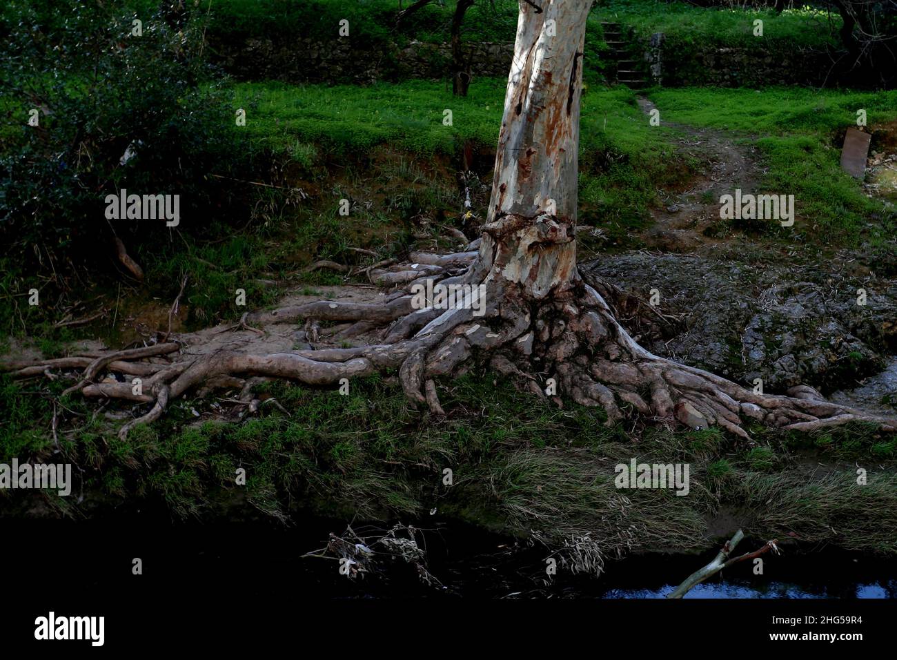 Eucalyptus tree greece hi-res stock photography and images - Alamy