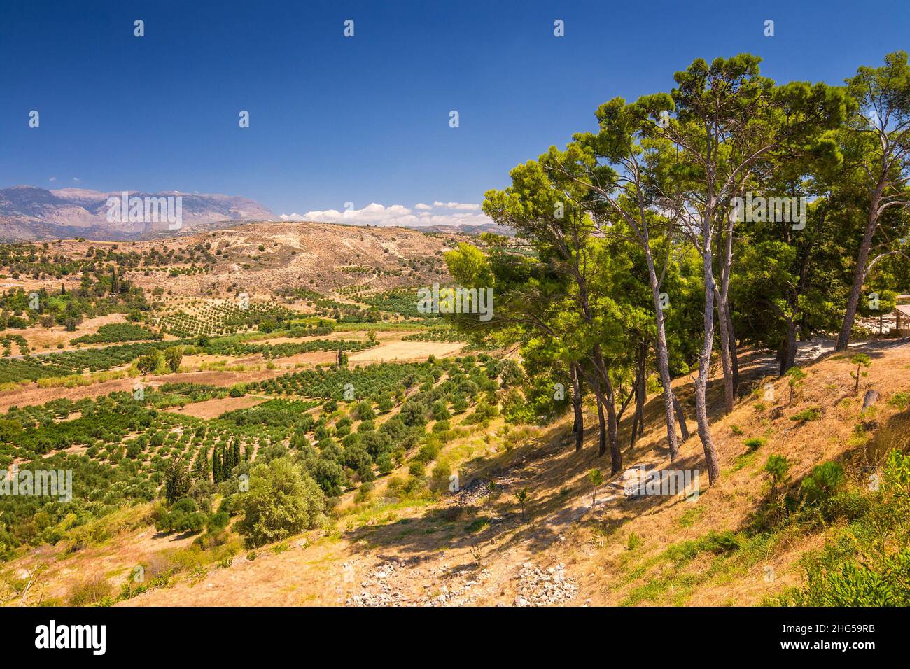 With olive tree and pine trees hi-res stock photography and images - Alamy