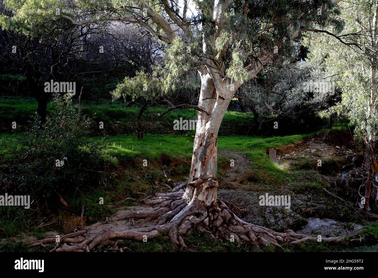 Eucalyptus tree greece hi-res stock photography and images - Alamy