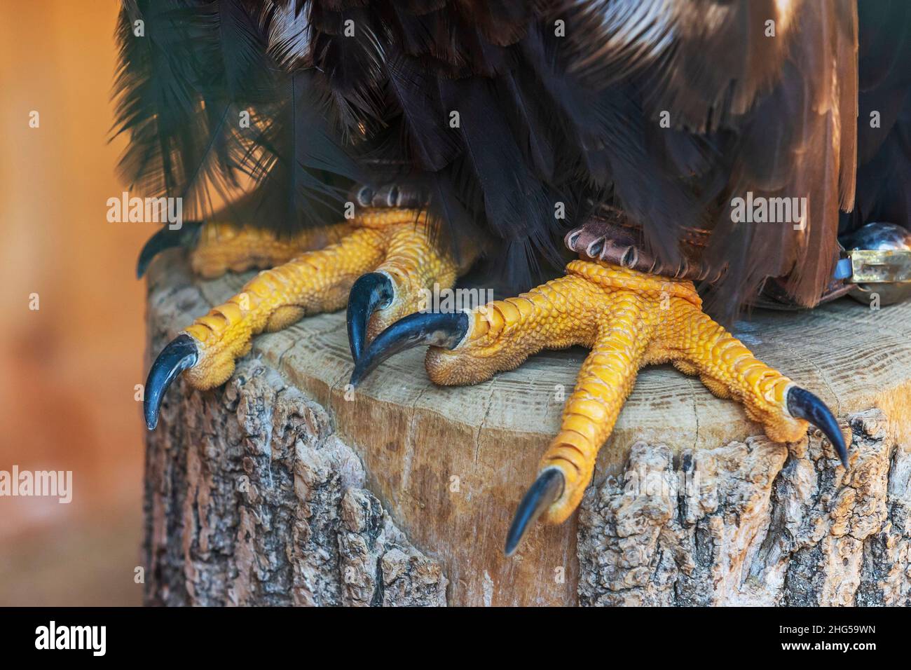 Female bald eagle hi-res stock photography and images - Alamy