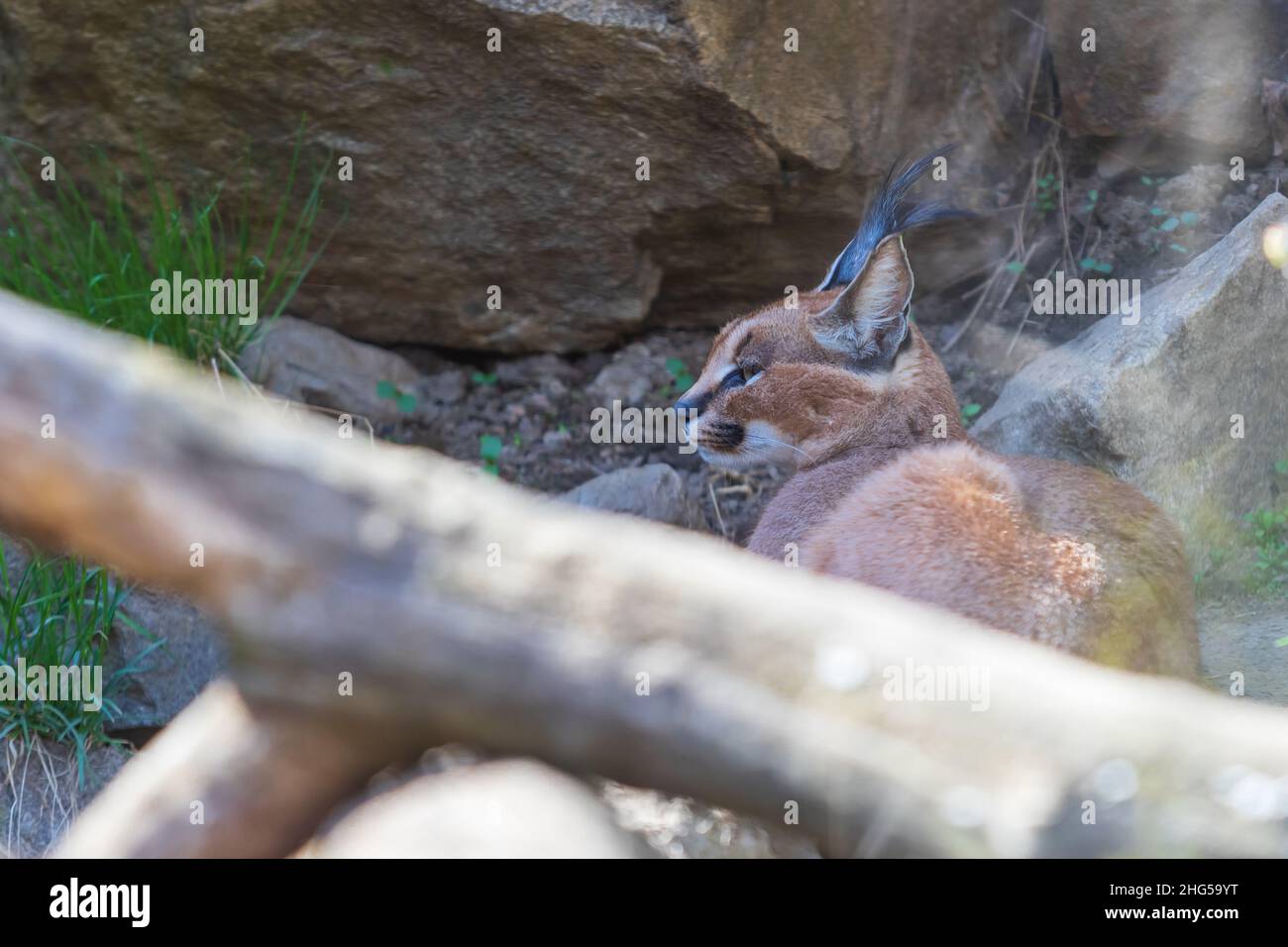 Carnivore captive caracal cat hi-res stock photography and images - Alamy