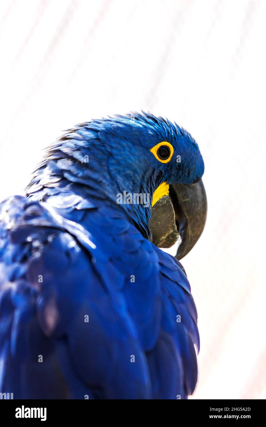 Hyacinth Macaw - Anodorhynchus hyacinthinus - beautiful large blue ...