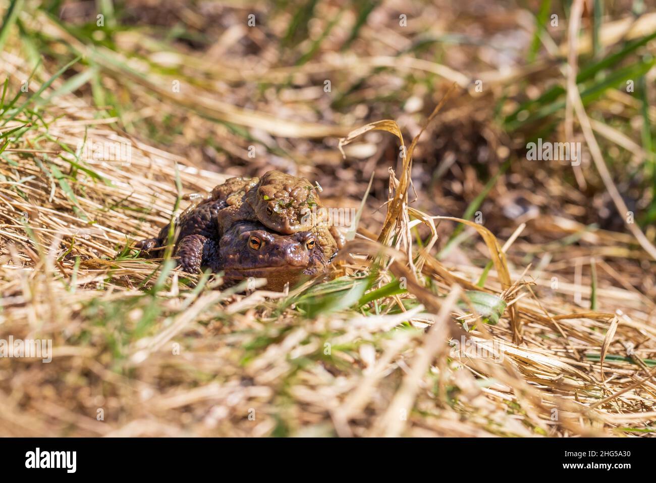 Common toad frog - Bufo bufo at mating time Stock Photo - Alamy